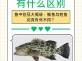 鳜鱼和桂鱼的区别_鳜鱼桂鱼做法大全