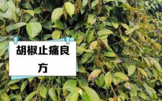 胡椒吃多了有什么副作用_胡椒的禁忌人群