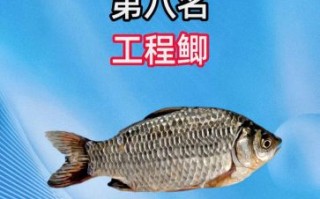 鲫鱼品种图片大全大图_如何区分常见鲫鱼