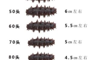 海参价格多少钱一斤_海参为什么这么贵