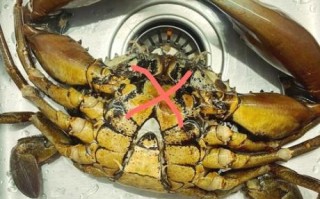 螃蟹怎么杀_螃蟹处理步骤视频教程