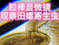 田螺煮熟了还有寄生虫吗_彻底杀死寄生虫的温度