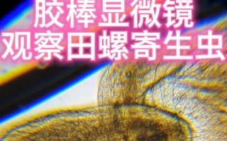 田螺煮熟了还有寄生虫吗_彻底杀死寄生虫的温度