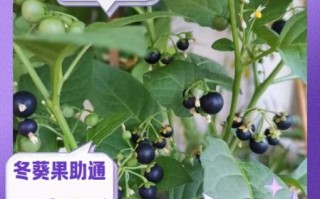 冬葵子是什么_冬葵子的功效与作用