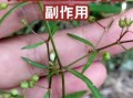 百花蛇舌草的功效与作用_百花蛇舌草能长期喝吗
