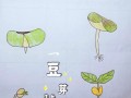 绿豆发芽过程_绿豆发芽观察日记10天