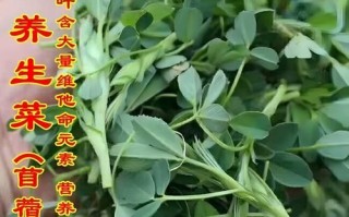 苜蓿芽图片_苜蓿芽怎么种植