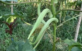 秋葵长什么样_秋葵外形特征 秋葵长什么样_秋葵外形特征