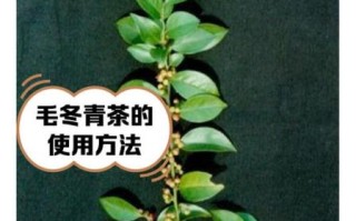 毛冬青的功效与作用_毛冬青可以长期喝吗