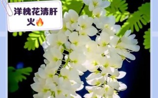 槐花的功效与作用及禁忌_哪些人不能吃槐花