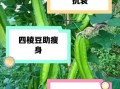 四角豆的功效与作用_四角豆怎么吃最好