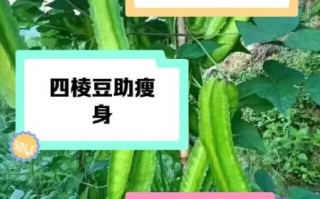 四角豆的功效与作用_四角豆怎么吃最好