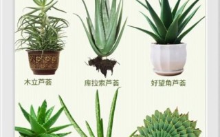 哪些芦荟可以吃_如何辨别可食用芦荟图片