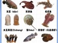 海鲜种类有哪些_海鲜怎么分类