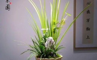 菖蒲盆景怎么养_菖蒲盆景用什么土