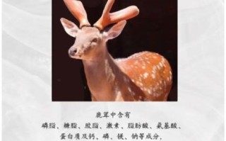 鹿茸怎么吃效果最好_鹿茸禁忌有哪些