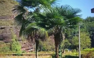 粽叶树图片大全_粽叶树长什么样