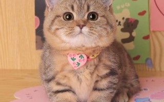 拿破仑猫属于什么品种_拿破仑猫和曼基康猫区别