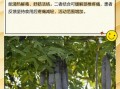 皂角刺的功效与作用_皂角刺能治什么病