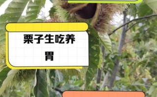 生吃栗子的营养价值_生吃栗子有哪些功效