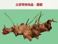 土茯苓图片长什么样_土茯苓真假怎么辨别