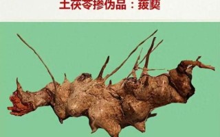 土茯苓图片长什么样_土茯苓真假怎么辨别