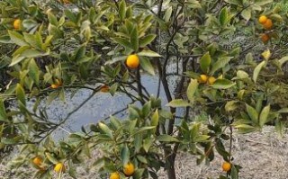 金桔树苗怎么选_金桔树苗多久结果