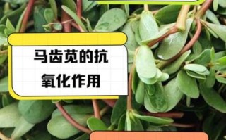 马齿苋治皮肤病怎样用最好_马齿苋外敷内服方法