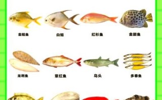 海鱼种类大全图片_如何分辨常见海鱼