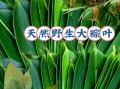 粽叶有哪几种_粽叶种类区别