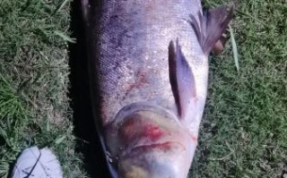 钓花鲢一般钓多深_花鲢最佳水深是多少