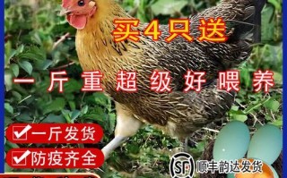 麻鸡价格今日多少钱一斤_麻鸡批发价最新行情