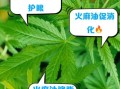 长期服用火麻油的危害_火麻油副作用有哪些
