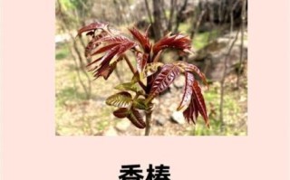 香椿吃了有什么好处_香椿营养价值高吗