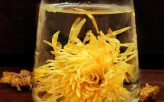 金丝皇菊花茶的功效与作用_金丝皇菊怎么喝最养生