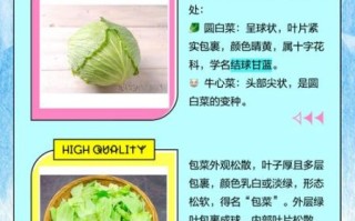 圆白菜和包菜的区别_圆白菜和包菜哪个更好吃