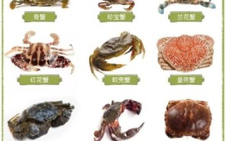 螃蟹种类大全_如何区分常见蟹类