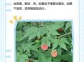 掌叶覆盆子长什么样_掌叶覆盆子与树莓区别