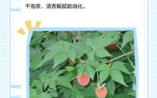 掌叶覆盆子长什么样_掌叶覆盆子与树莓区别