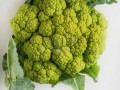 绿花椰菜长什么样_如何辨别新鲜绿花椰菜