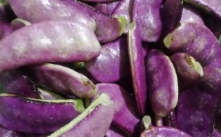 紫扁豆怎么炒_紫扁豆炒多久才熟