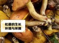 松蘑的功效与作用_松蘑怎么吃最营养