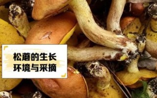 松蘑的功效与作用_松蘑怎么吃最营养
