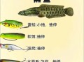 钓鱼禁用饵料有哪些_为什么被禁止