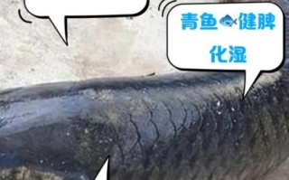 青川鱼的营养价值及功效_青川鱼适合什么人吃