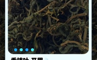 香椿叶长大了还能吃吗_香椿老叶怎么处理