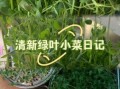豌豆苗图片_豌豆苗怎么种