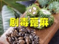 蓖麻毒素中毒症状_蓖麻毒素解毒方法