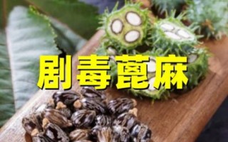 蓖麻毒素中毒症状_蓖麻毒素解毒方法