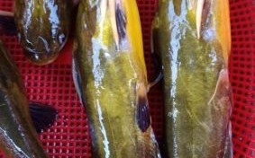 黄蜂鱼和黄骨鱼的区别_哪个更好吃